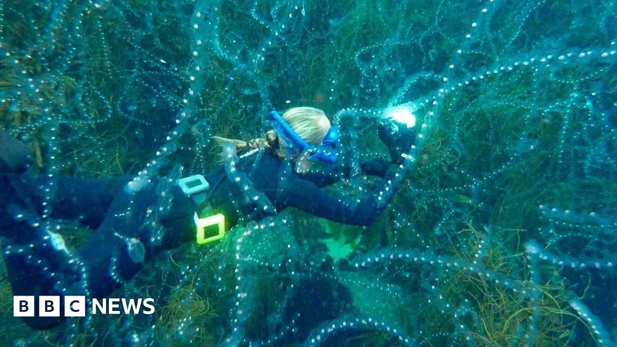 Non-Wildlife | Page 54 | AFC Bournemouth Forum