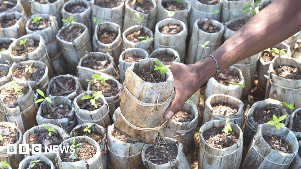 Scientists address myths over large-scale tree planting - BBC News