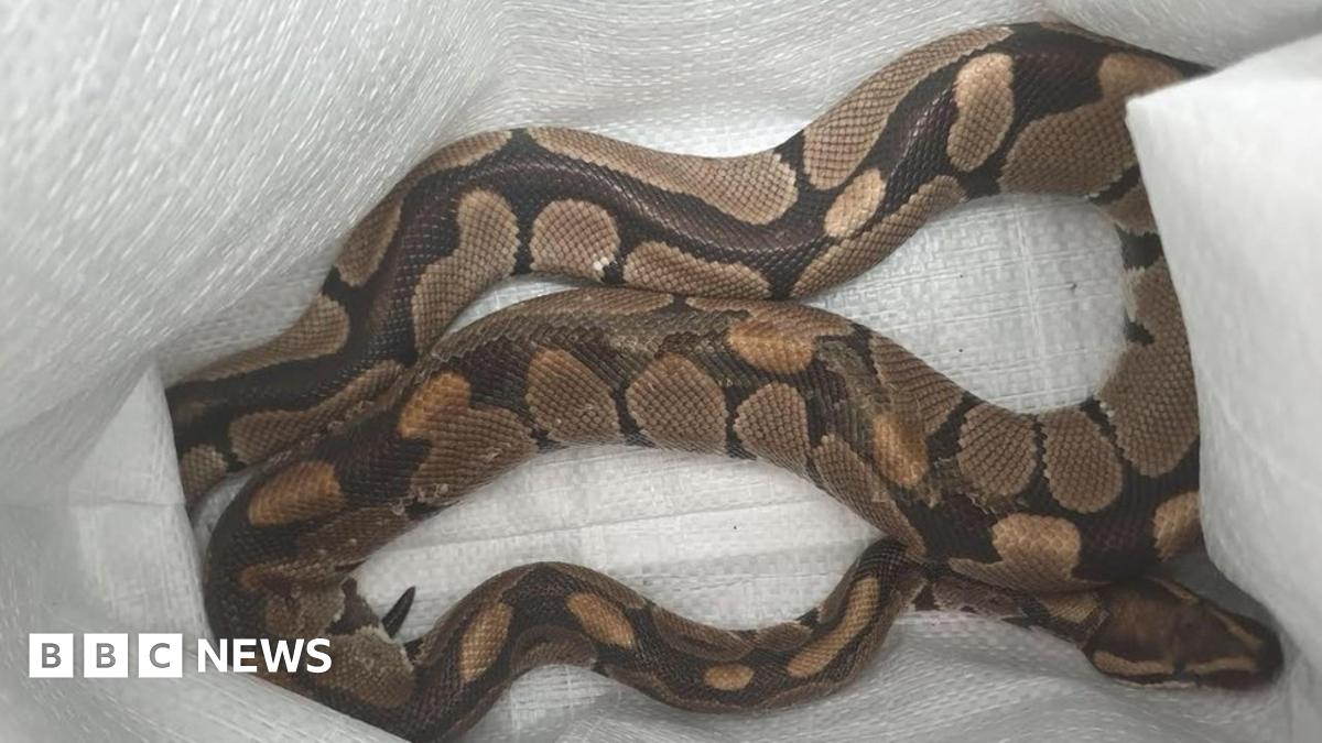 Swinefleet abandoned pythons 'dumped months earlier' - BBC News