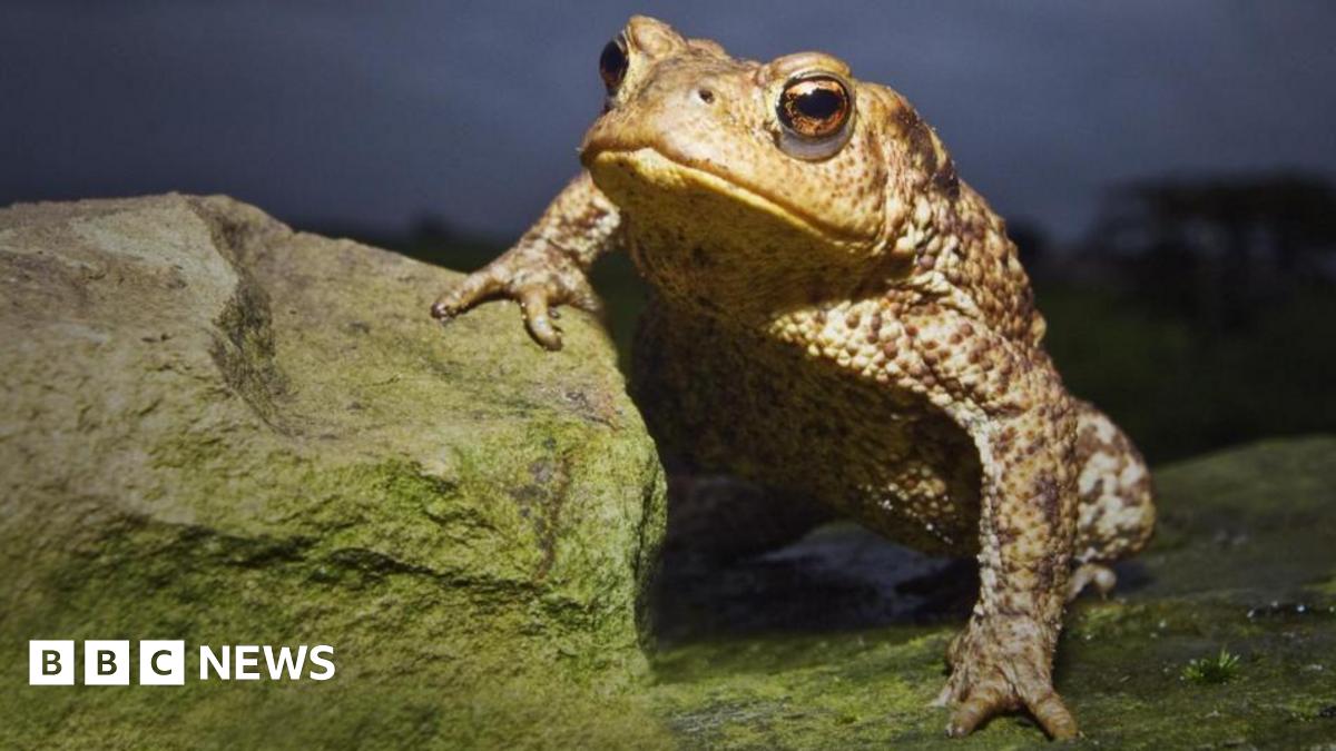 Seahouses toad crossing patrol looking for more volunteers - BBC News