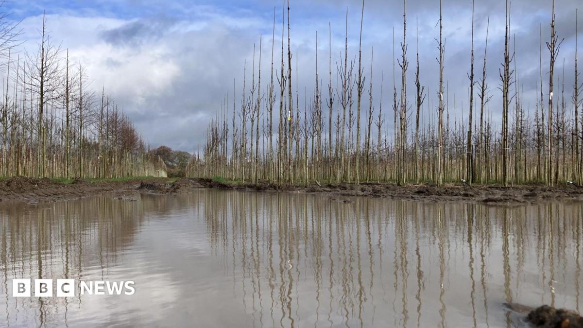 Hampshire tree-producing business struggling due to heavy rain - BBC News