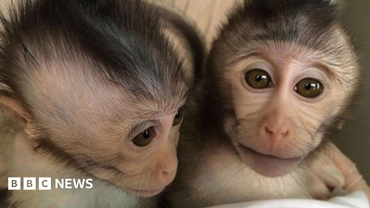 Scientists create the first ever autistic monkeys - BBC News