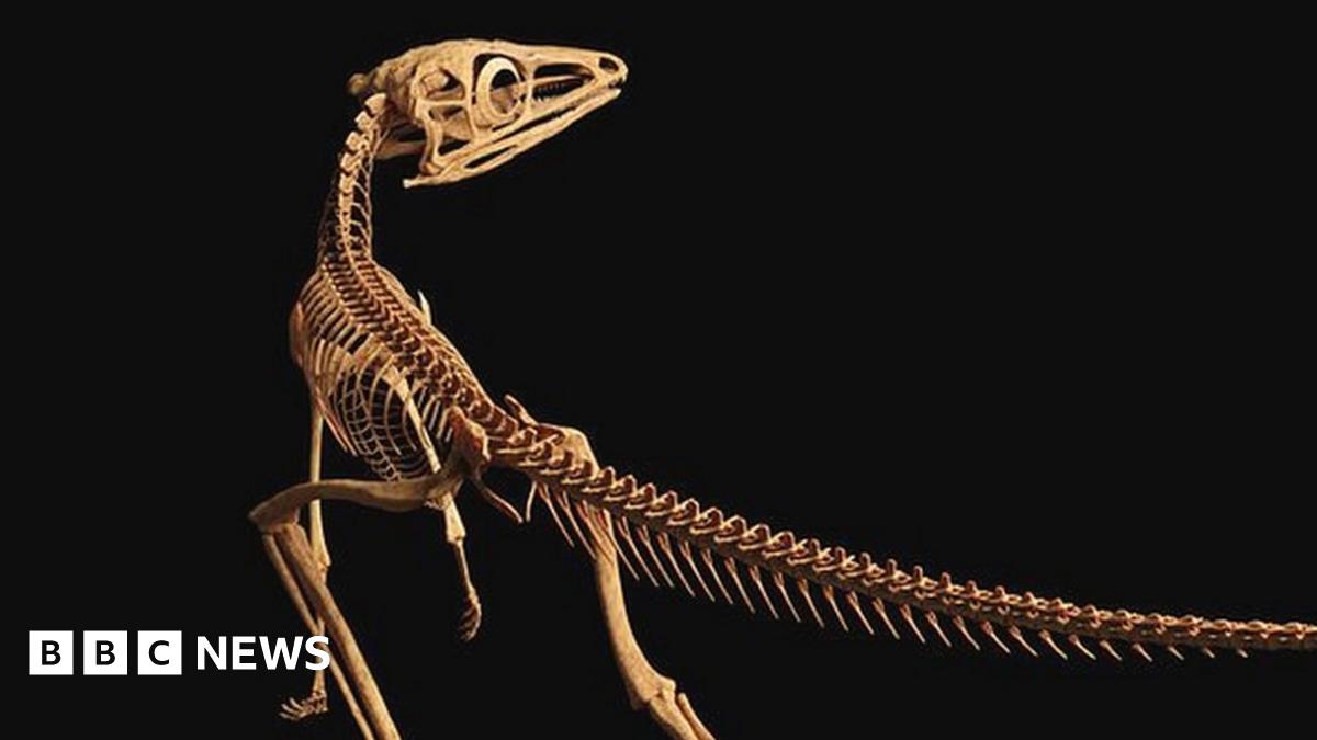 Scottish fossil revealed to be pterodactyl ancestor - BBC News