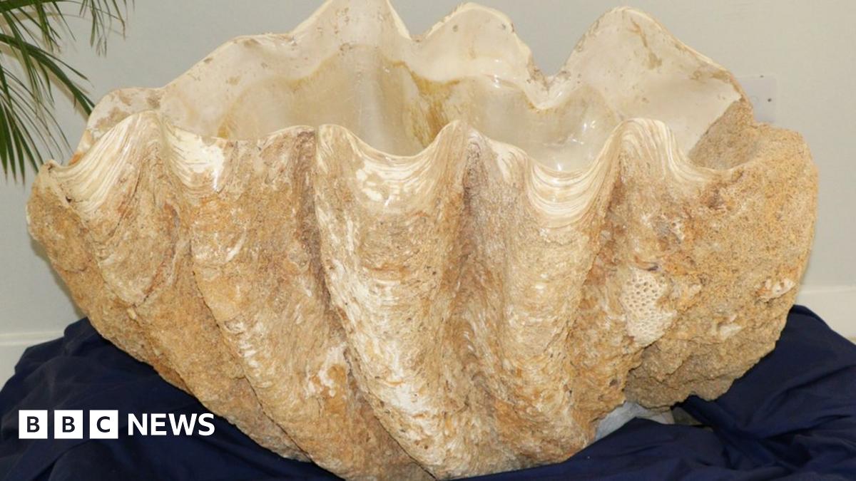 'Rare' complete giant clam fossil fails to sell at auction - BBC News