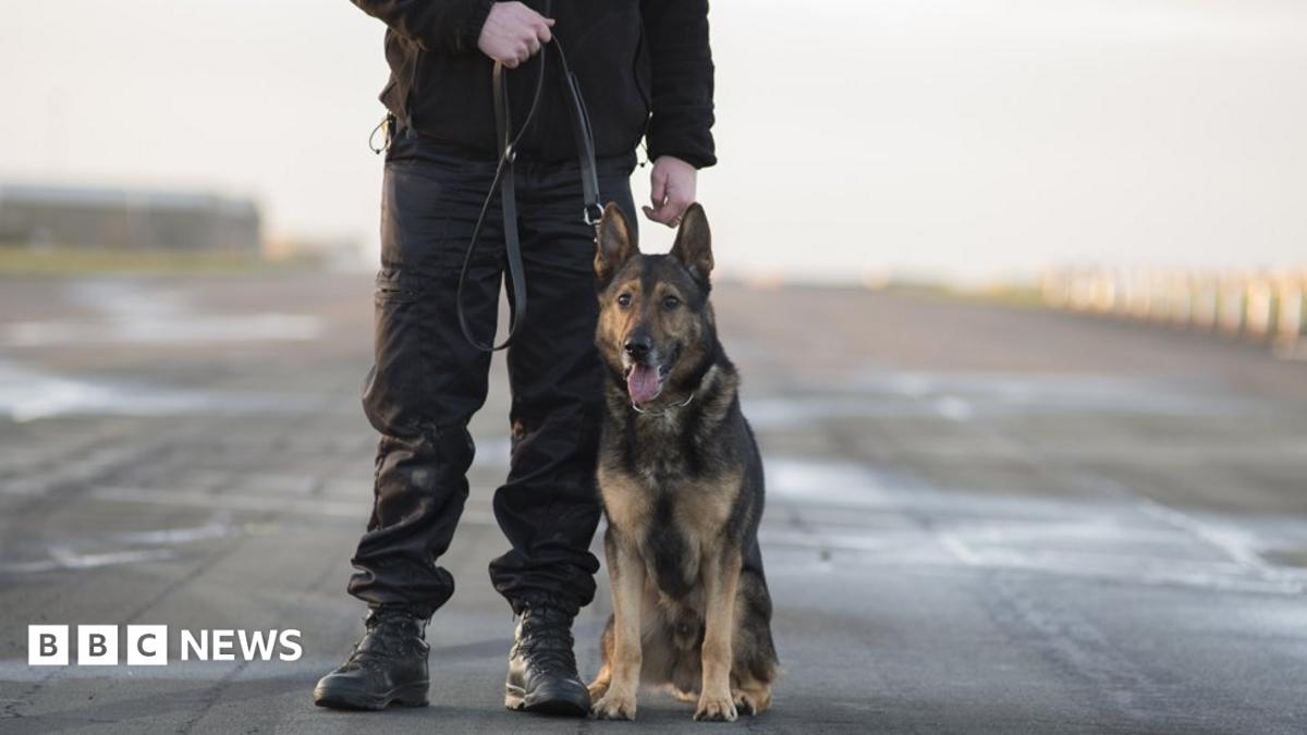 Police dog and officer stabbed in Stevenage armed robber chase - BBC News