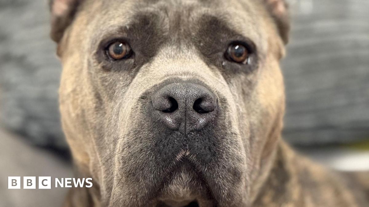 Devon charity inundated with big dogs after XL bully ban - BBC News