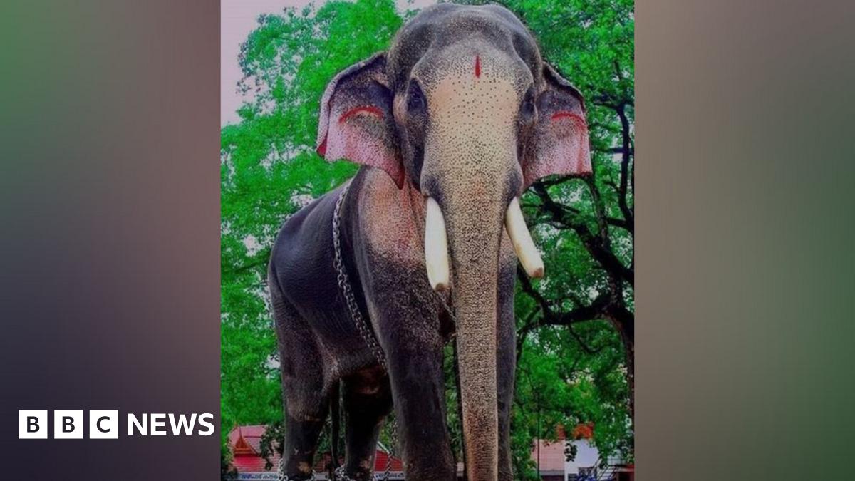 Kerala: The 'killer' Indian elephant who's loved and feared - BBC News