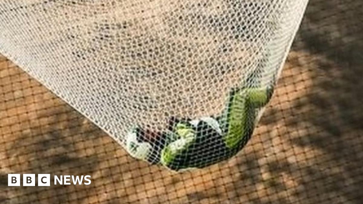 US skydiver jumps without parachute into net from 25,000ft - BBC News