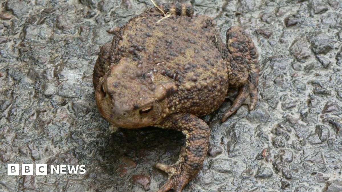 Toad rescuers help thousands reach Bath breeding lake - BBC News