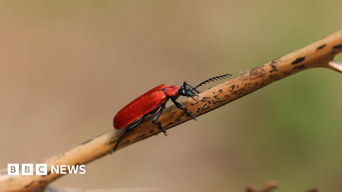 Insects: Worrying decline of crucial insects in NI, says charity - BBC News