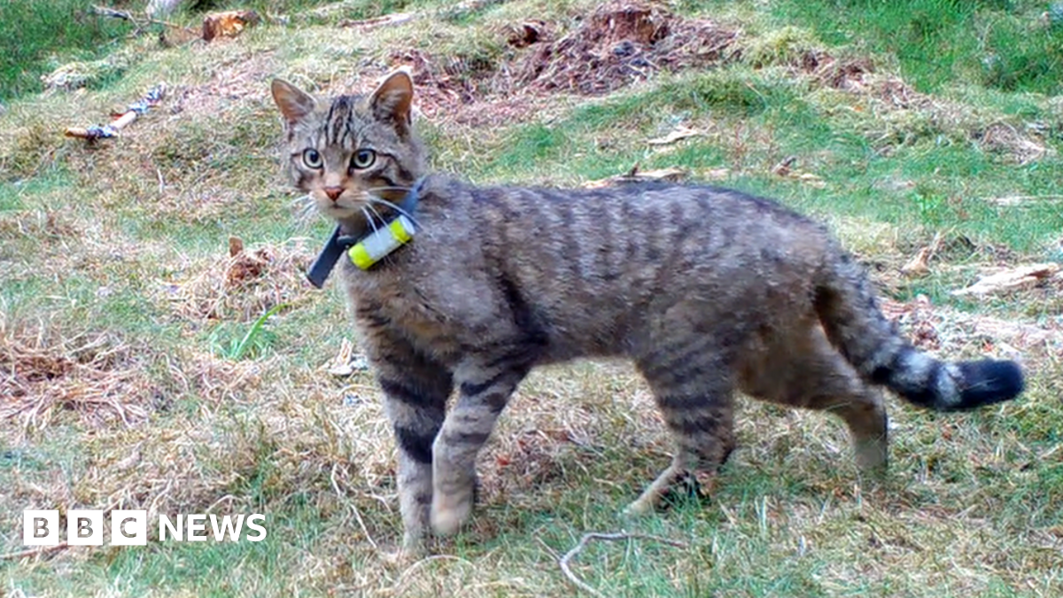 Wildcats thriving in Scottish Highlands conservation project - BBC News