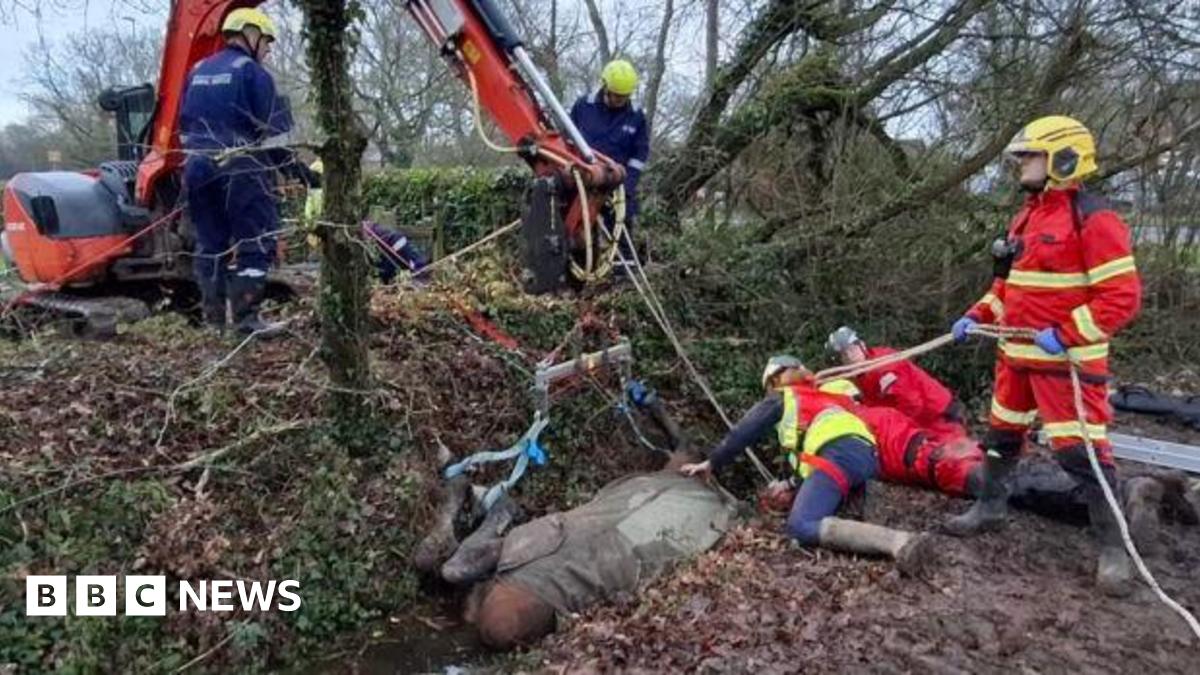 Upside-down horse rescued from Totton ditch by fire crews - BBC News