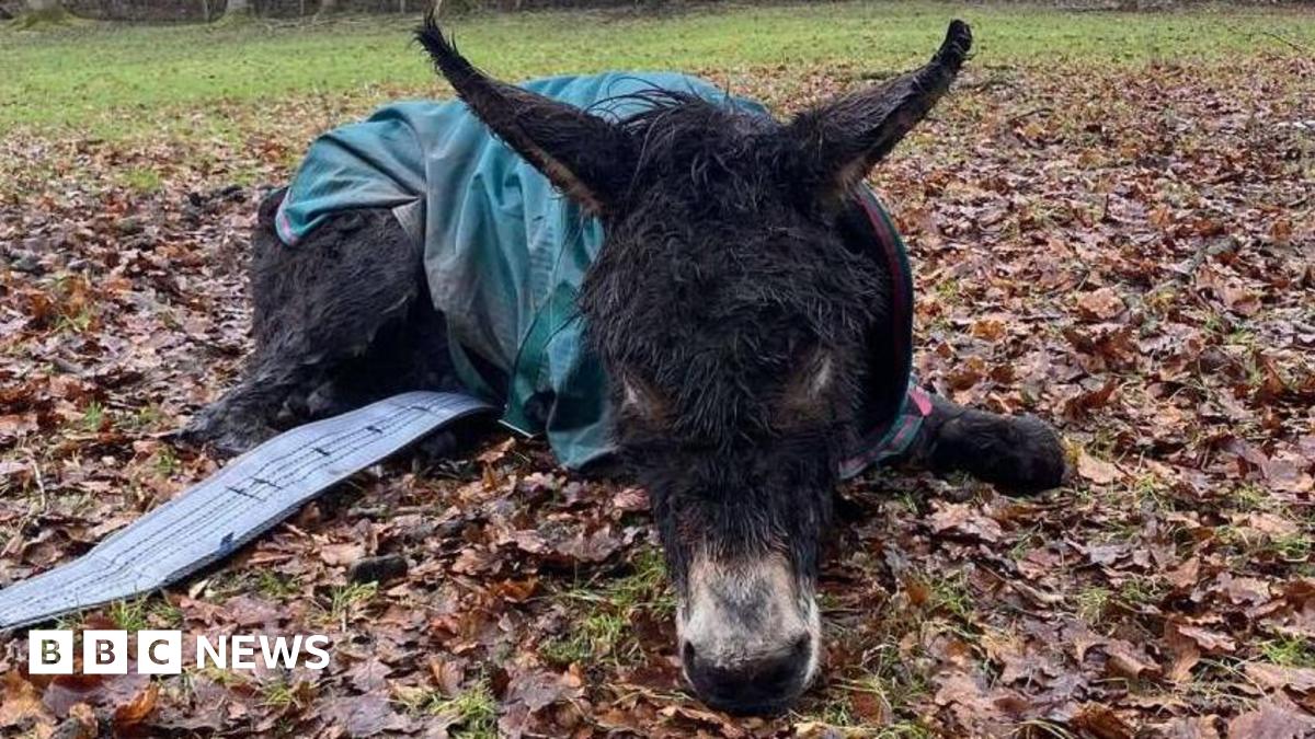 Donkey rescued in Abermule by fire service after fall down slope - BBC News