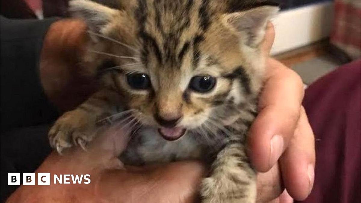 Cat seized by North Wales Police traumatised - Wildcat Haven - BBC News