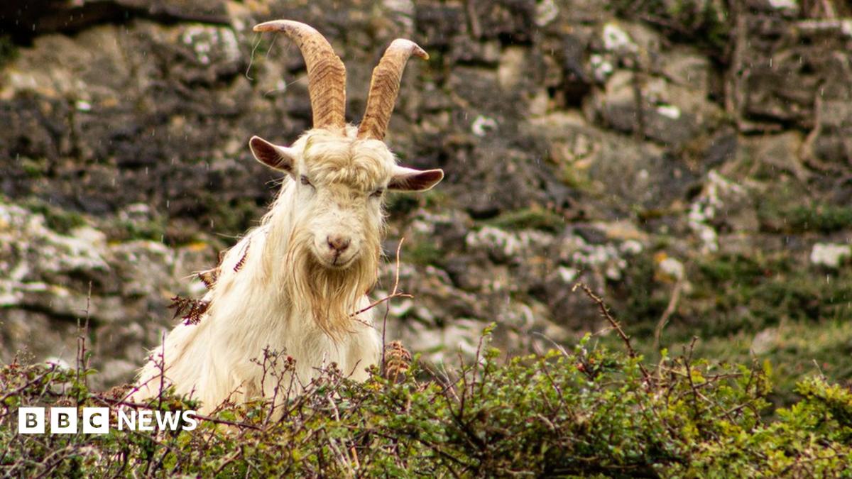 Great Orme goat round-up considered after one killed by car - BBC News