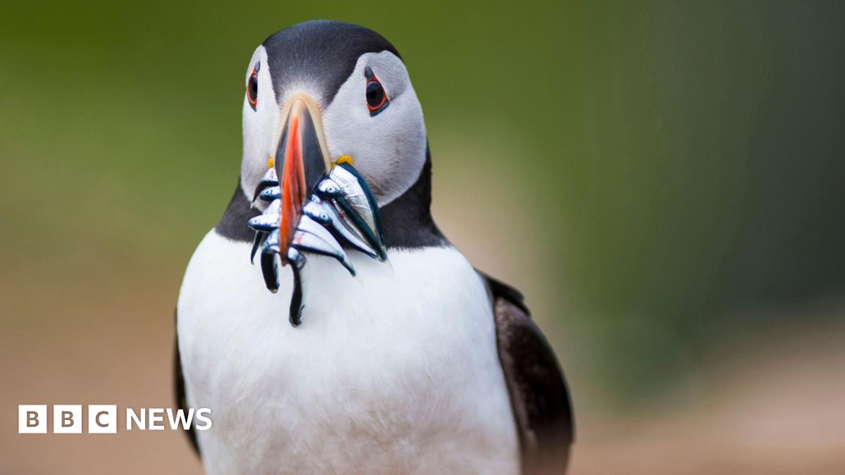 UK's puffin protection laws at centre of post Brexit row - BBC News