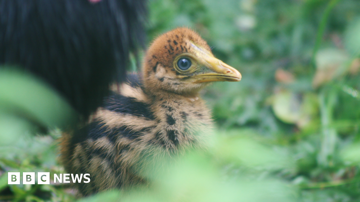 Chick of 'world's most dangerous' cassowary bird hatches at Cotswolds ...