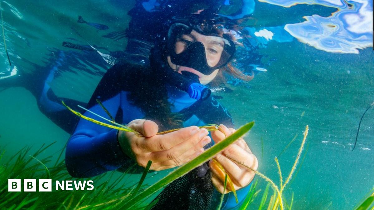 Climate change: Robots help seagrass restoration - BBC News