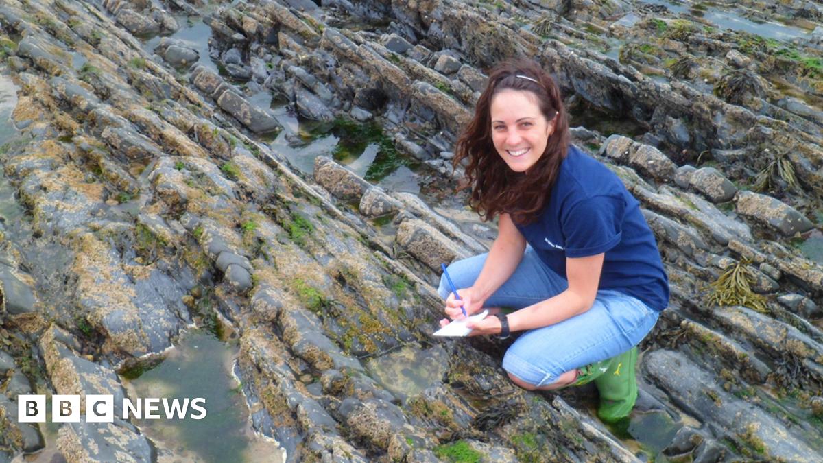 Wildlife colonises man-made rockpools - BBC News