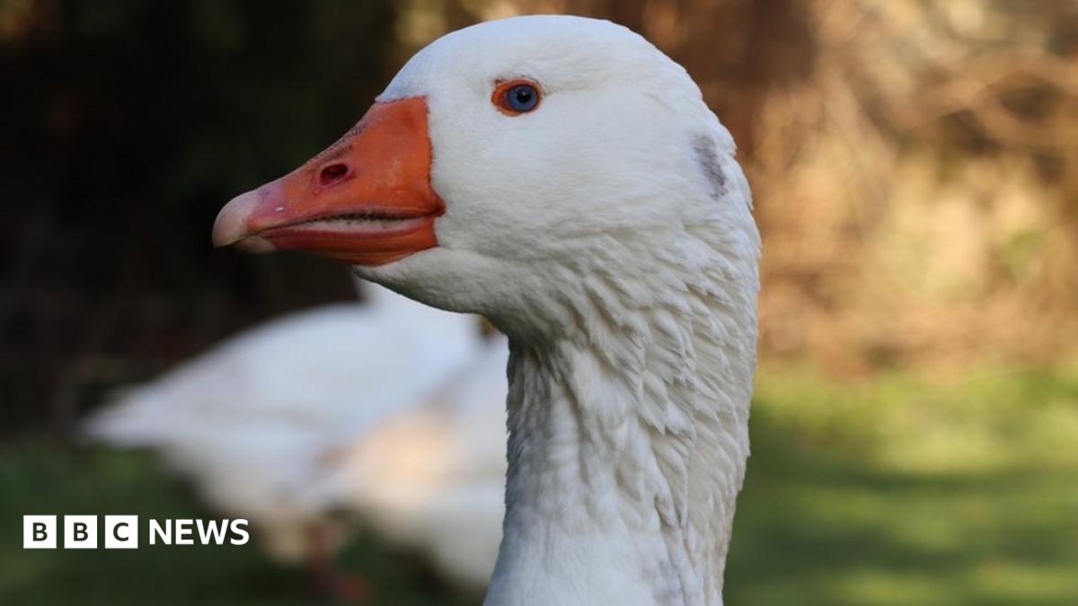Wiltshire farmer gets 4,000 messages after goose dies - BBC News