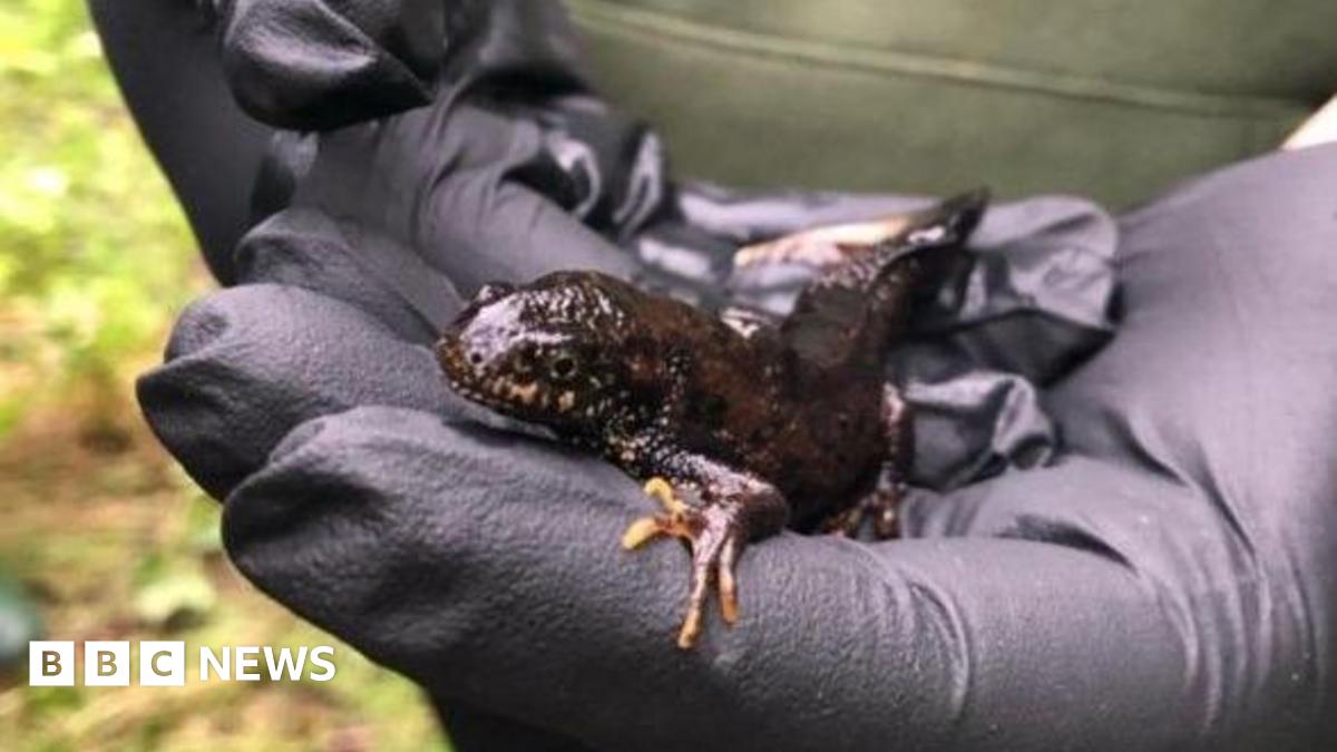 Swindon ponds are home to protected newt, survey finds - BBC News
