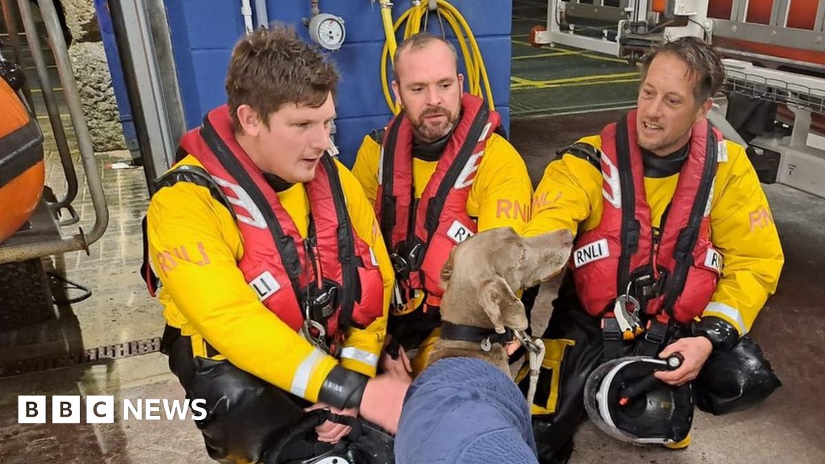 Dog rescued by RNLI after fall from Newquay cliff - BBC News
