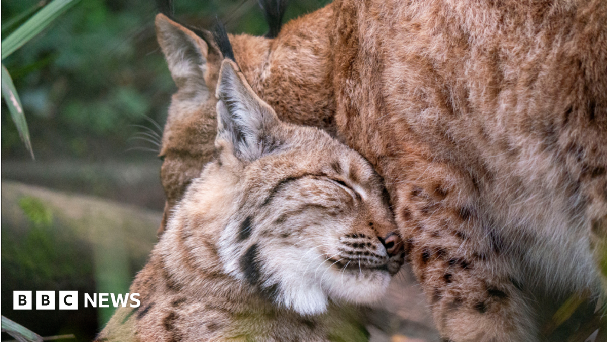 Devon zoo announces birth of Carpathian lynx kits - BBC News