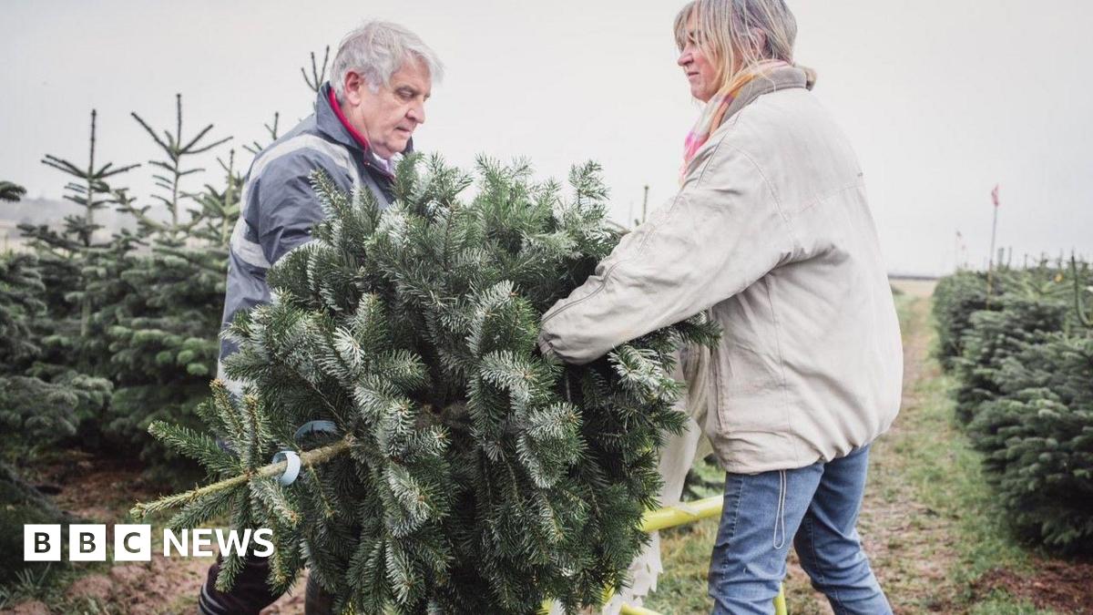 'Renting out Christmas trees gives us a buzz' - BBC News