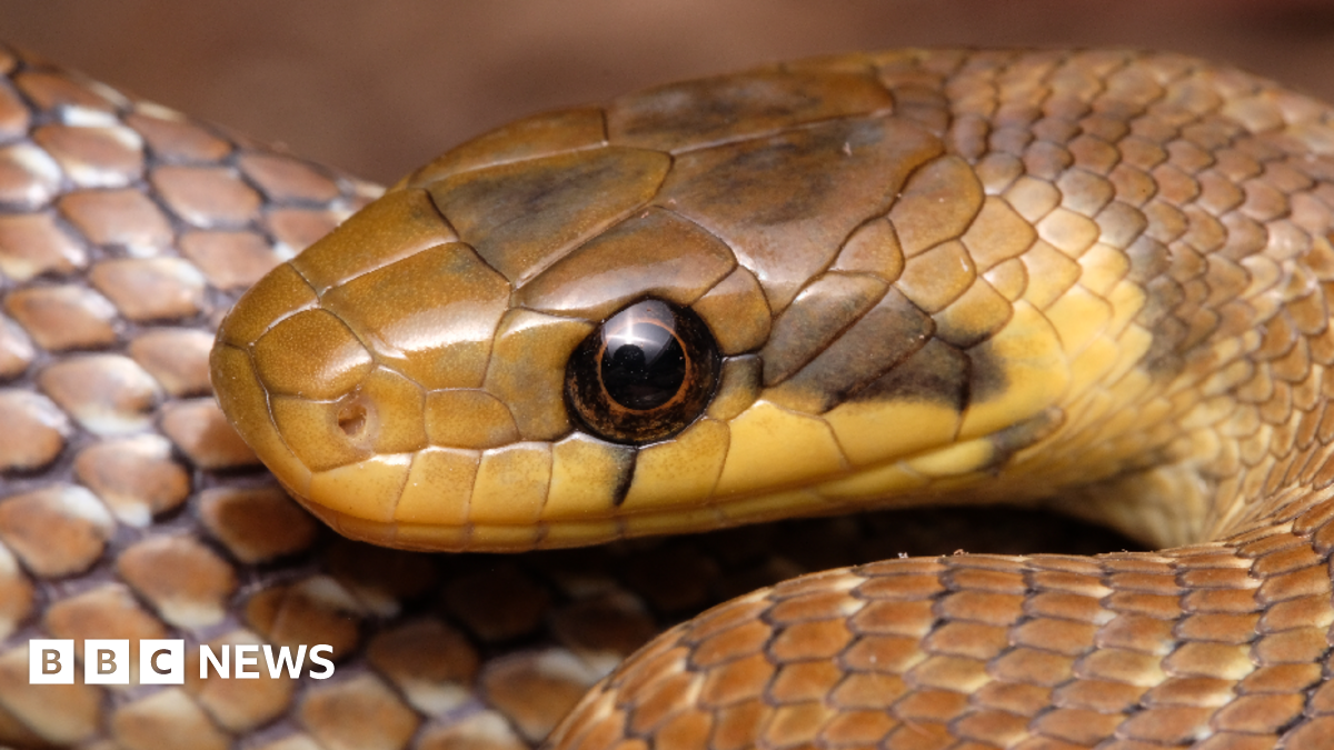 Colwyn Bay: Snakes that escaped zoo found in walls of houses - BBC News