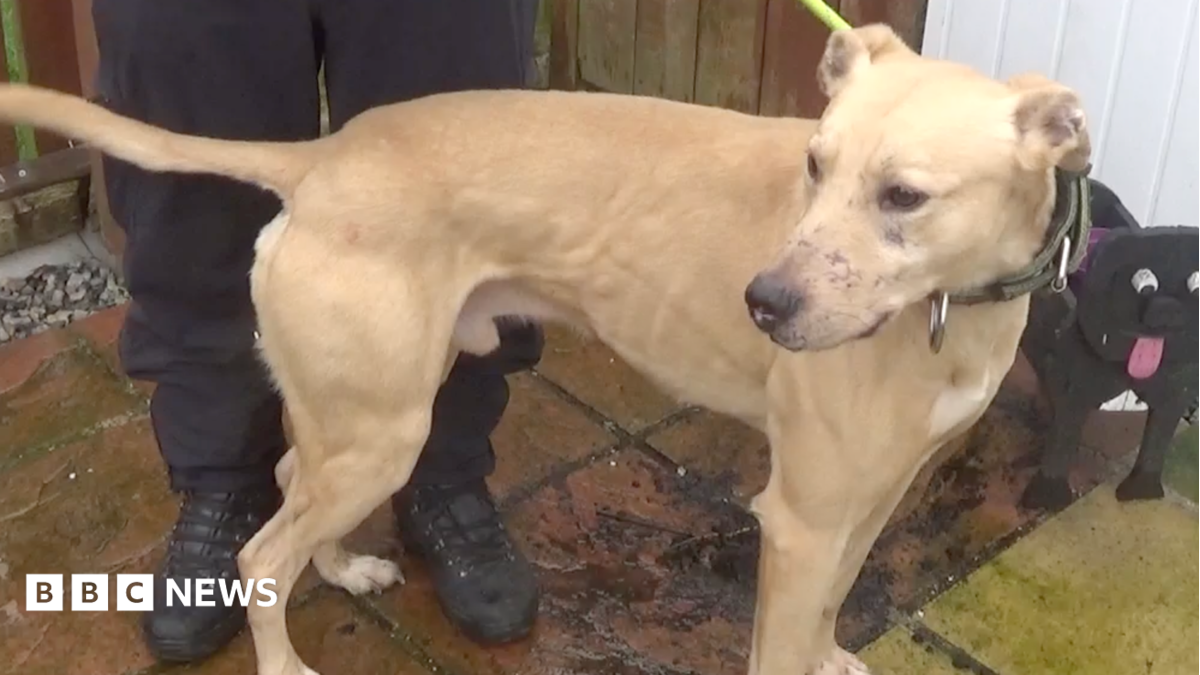 Hull man is given lifelong dog ban for badger offences - BBC News