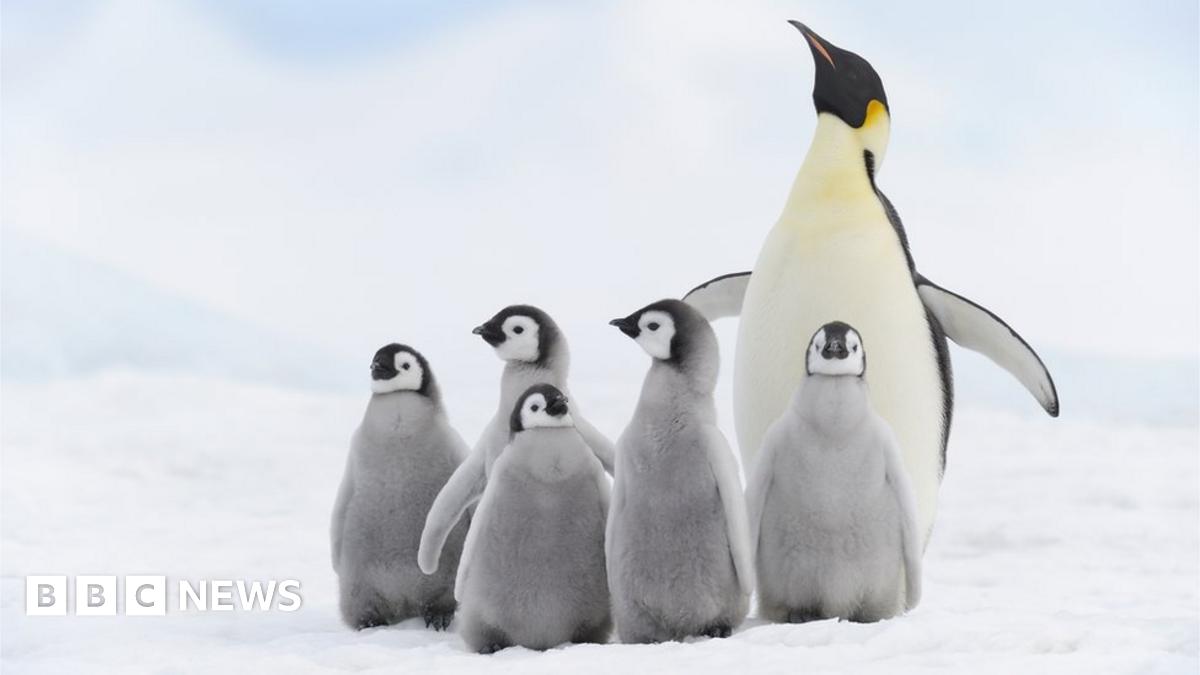 Climate change: Four new emperor penguin groups found by satellite ...