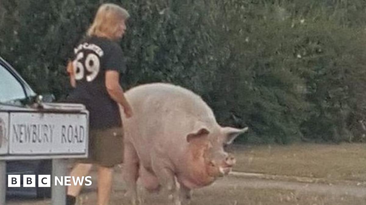 Real pig 'goes wild' in art trail town Ipswich - BBC News