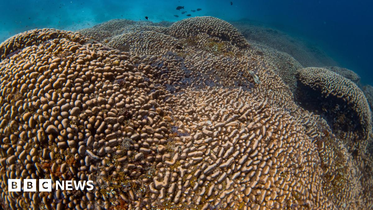 World’s largest coral found in the Pacific near Solomon Islands - BBC News