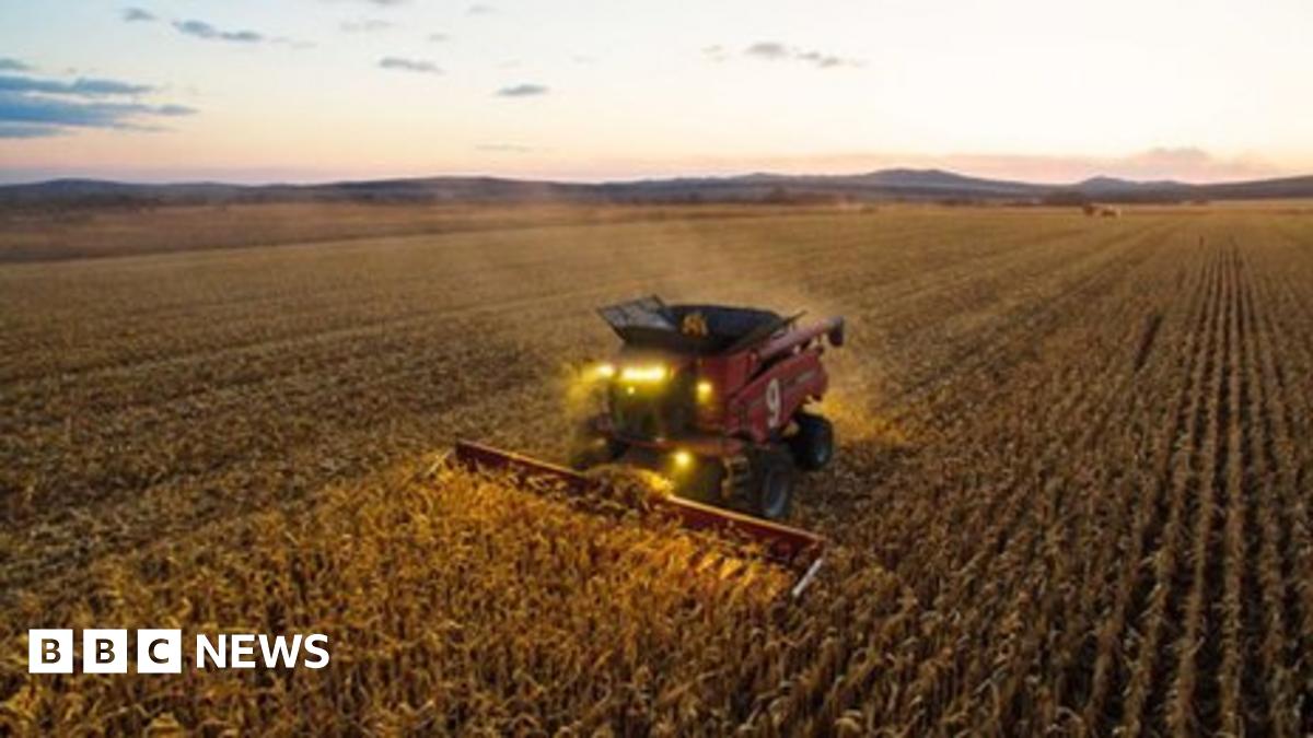 Intensive farming 'least bad option' for food and environment - BBC News