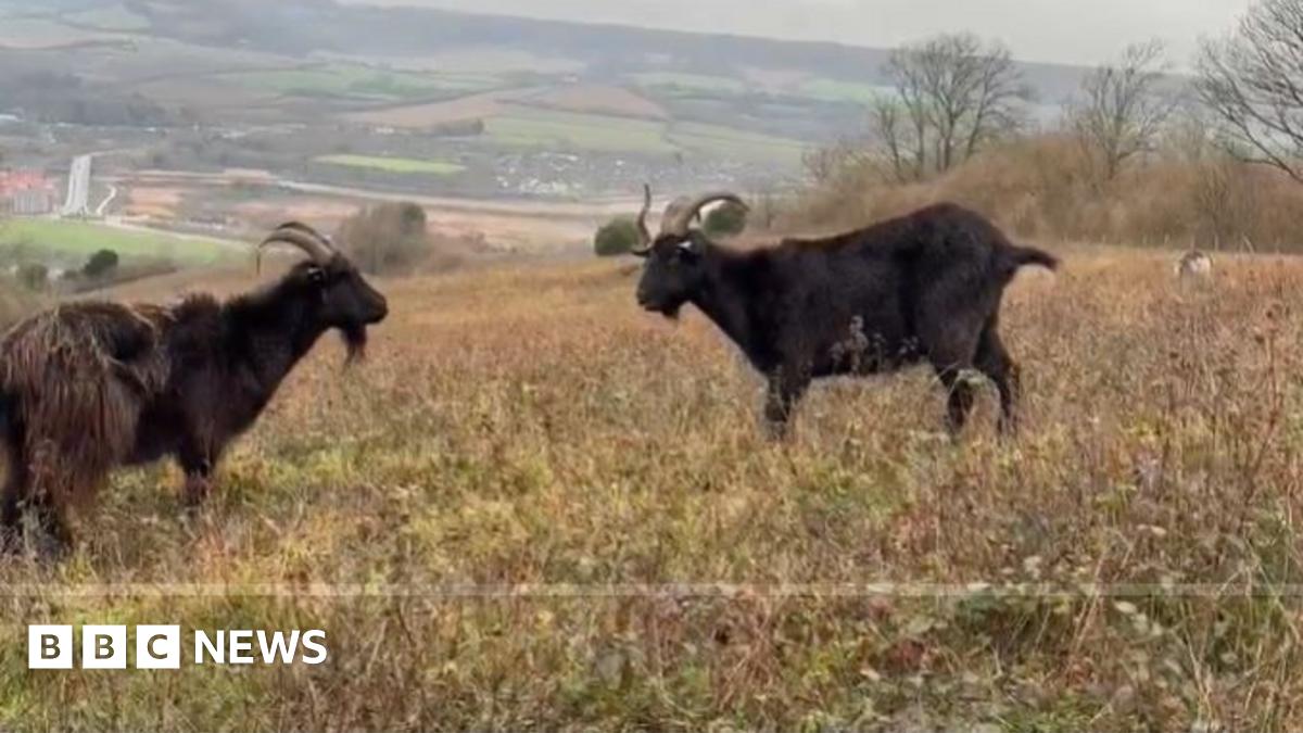Wouldham: Escaped goat rejoins herd after three months - BBC News