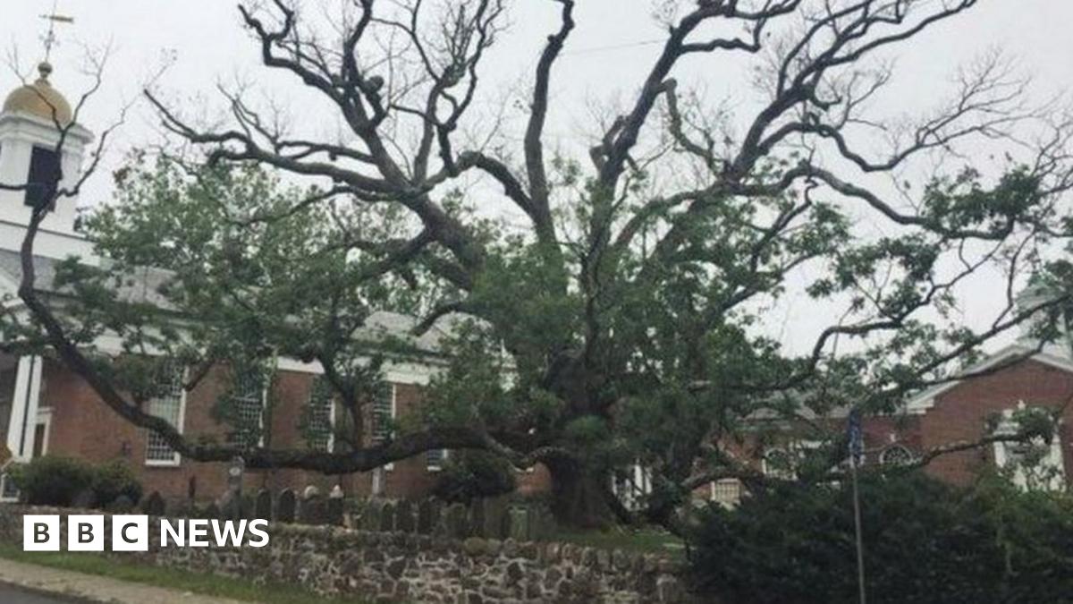 Much-loved 'George Washington oak tree' cut down - BBC News