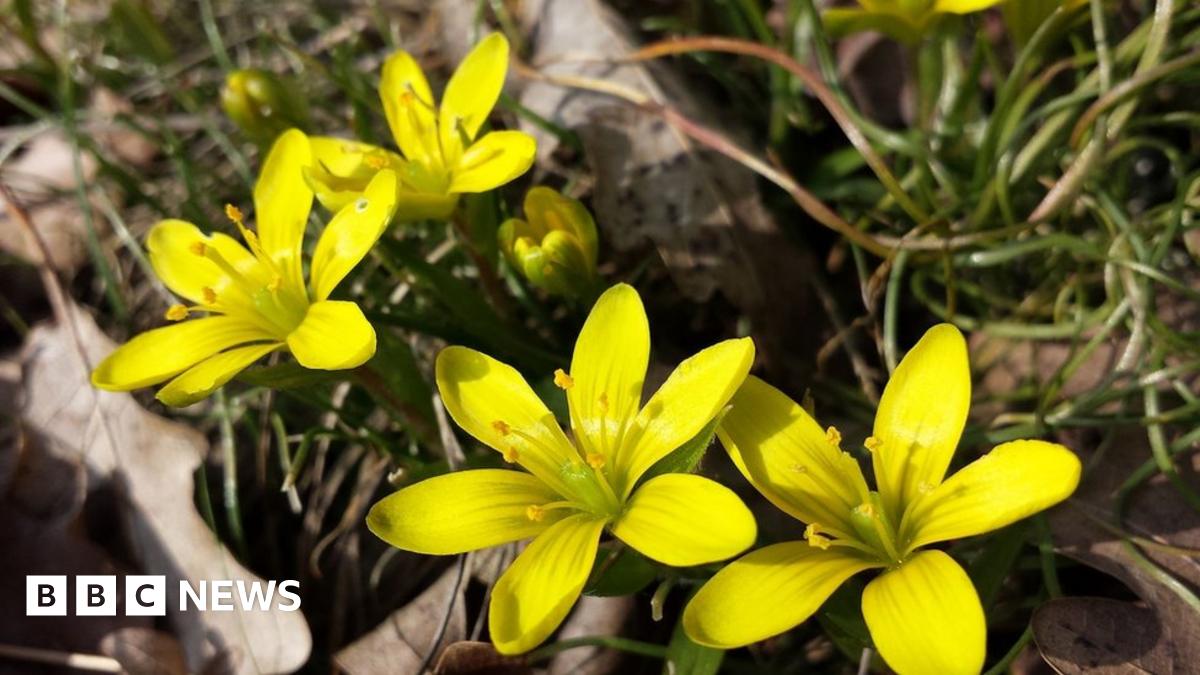 Rare Radnor lily spotted at Stanner Rocks quarry - BBC News