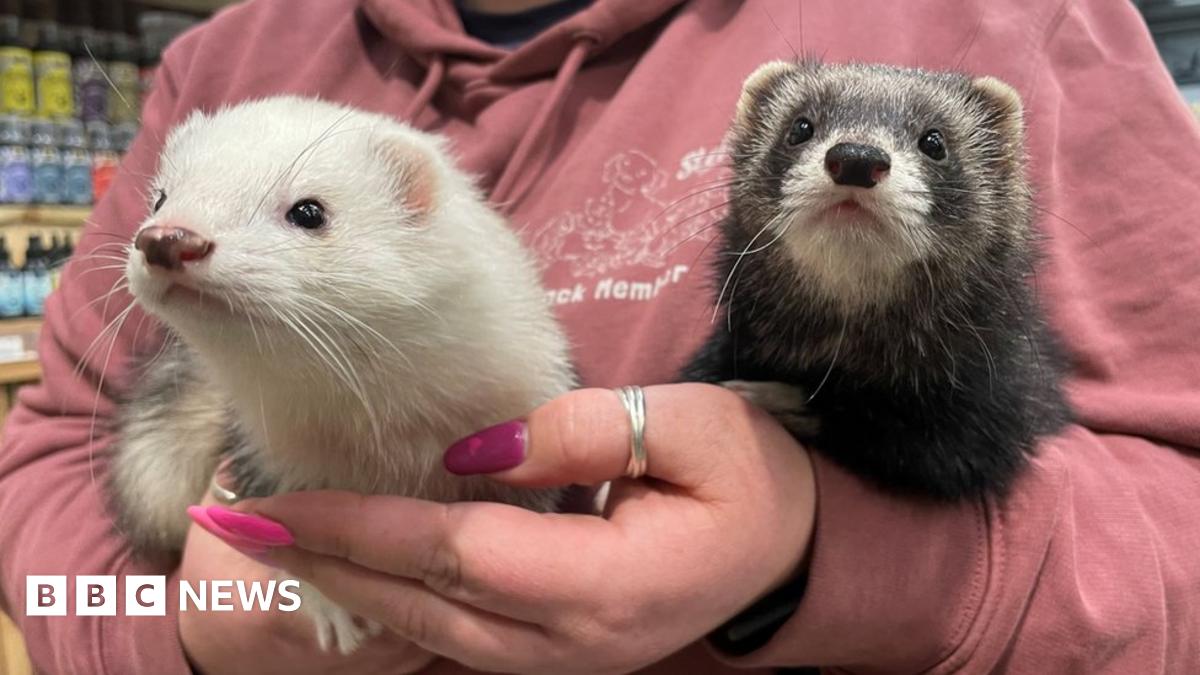Bingley ferrets take top titles at national championship - BBC News