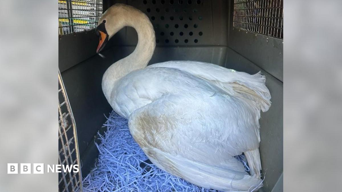Heartbroken Devizes swan rescued after being found hurt - BBC News