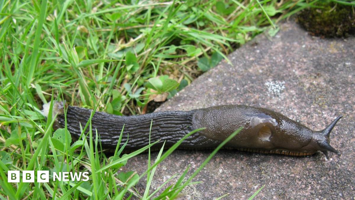What do slugs hate? Home remedies put to the test - BBC News
