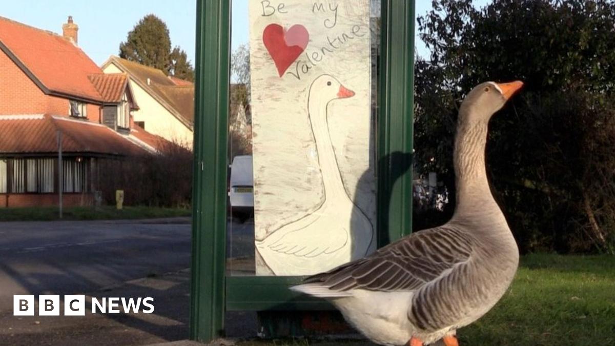 Goose gets Valentine's Day card in Suffolk village - BBC News
