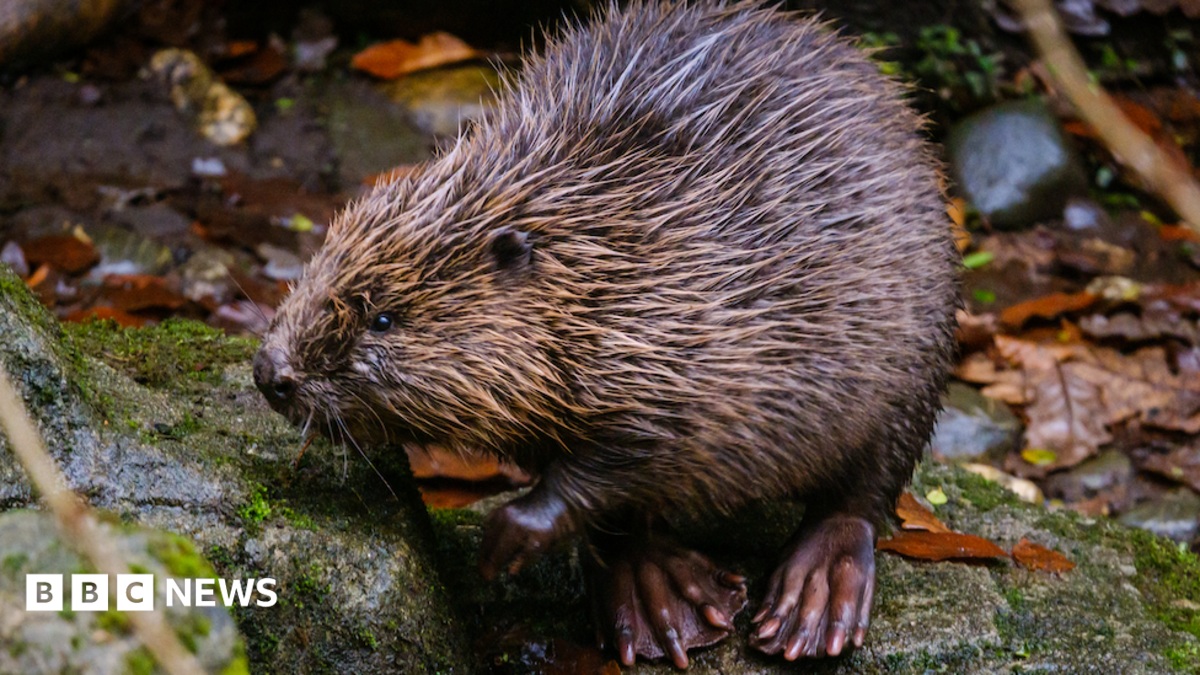 Baby beavers settle into new Cornwall home - BBC News