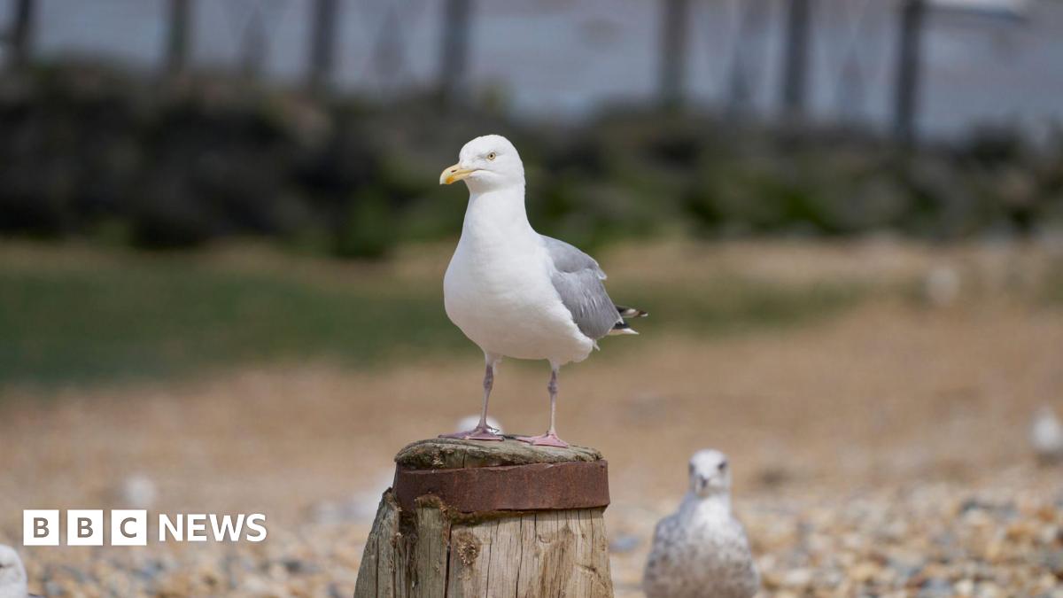 Swansea: Seagull put down after being 'thrown and kicked’ - BBC News