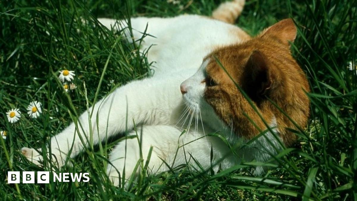 Cat killer jailed for 16 years in San Jose, California - BBC News