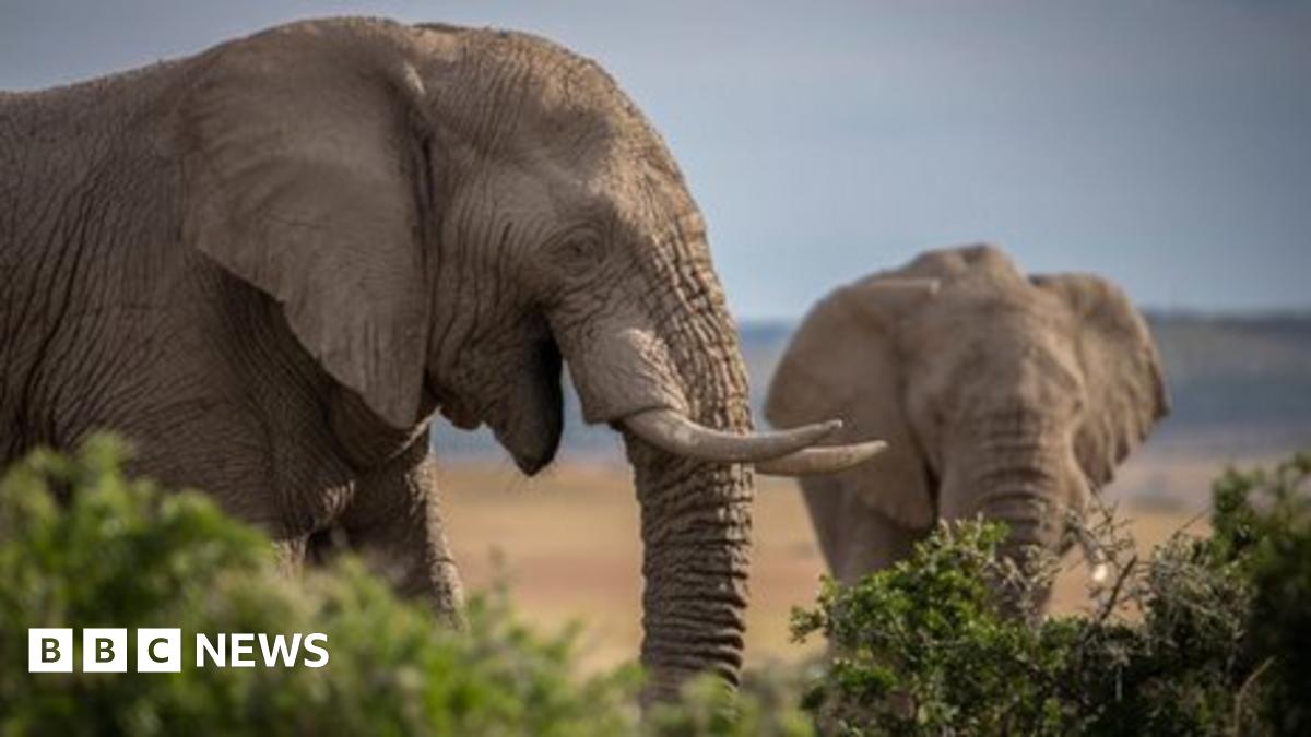 Ivory seized decades ago still turning up in raids - BBC News
