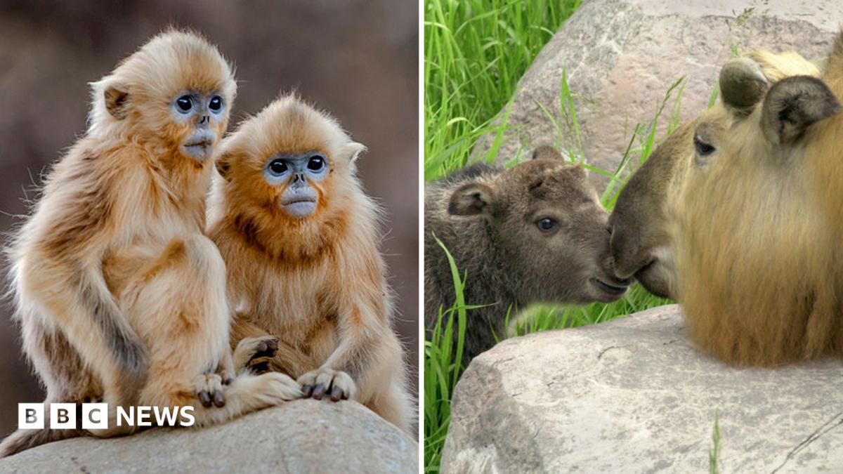 Extinction: Meet the new poster animals of conservation - BBC News