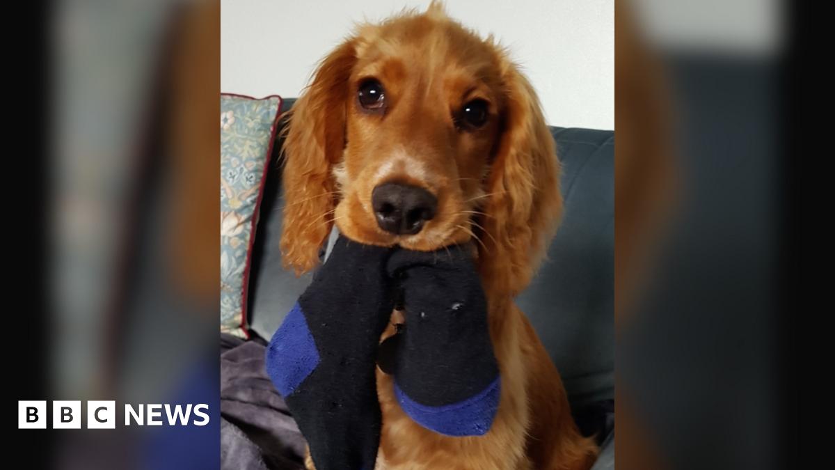 Cocker spaniel theft from kennels in Rye sparks police inquiry - BBC News