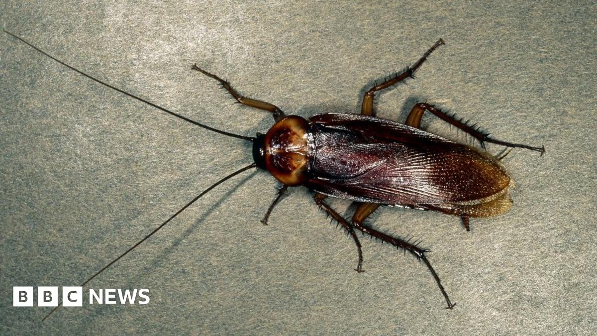 Lincoln chef released jar of cockroaches in pub kitchen - BBC News