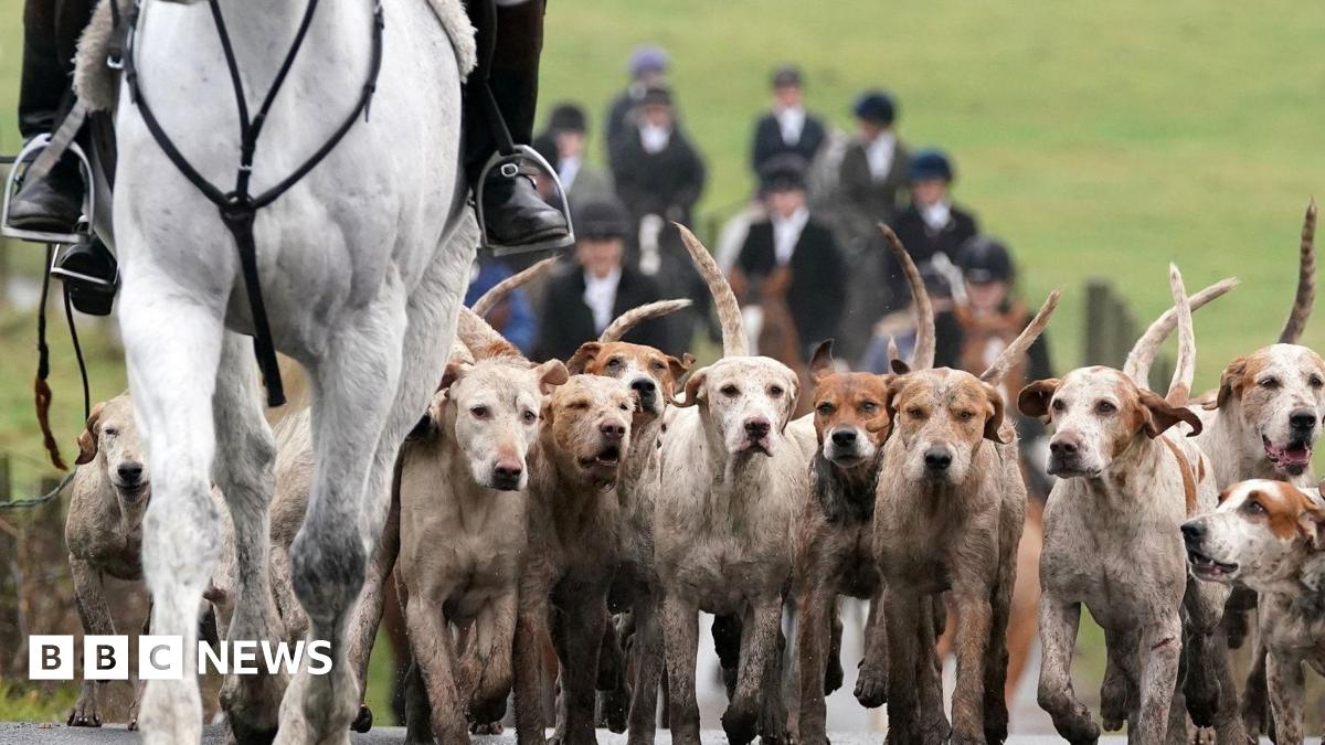 Fox 'killed in Buckinghamshire hunt on school grounds' - BBC News