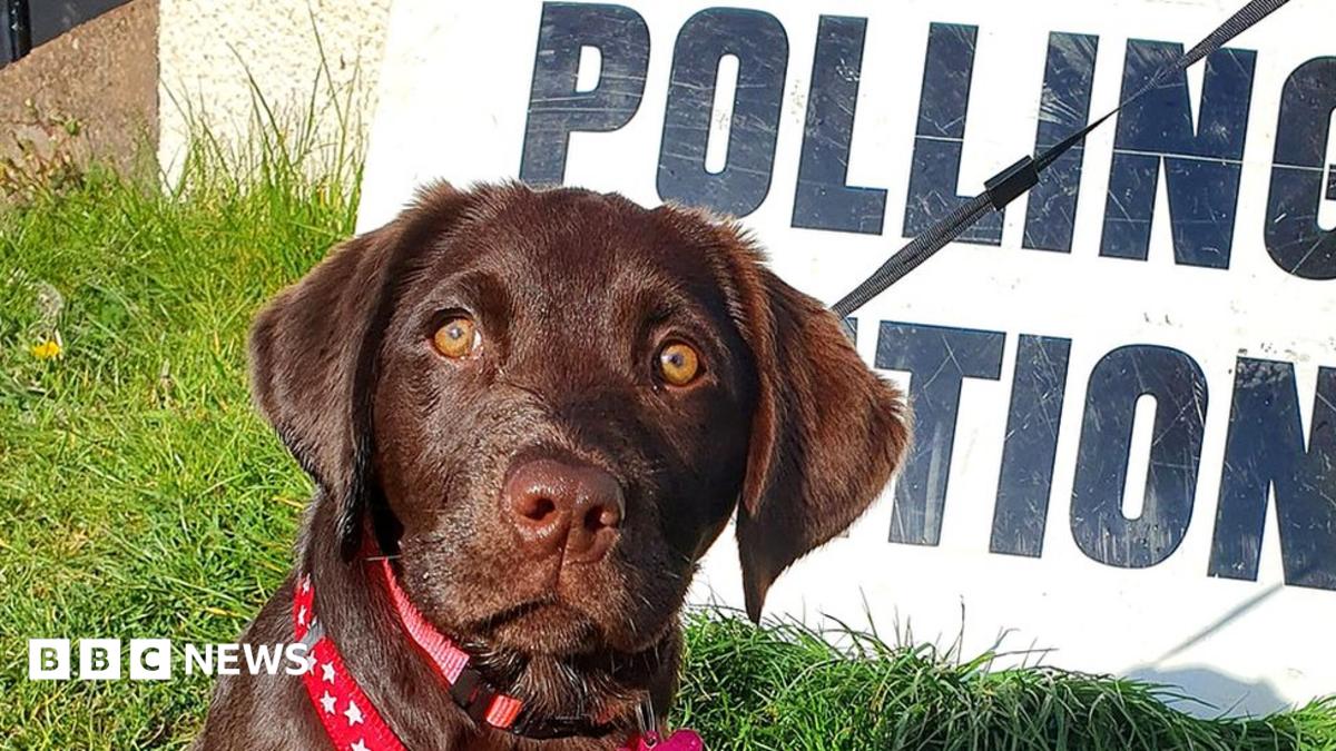 Election 2022: Dogs at polling stations - BBC News